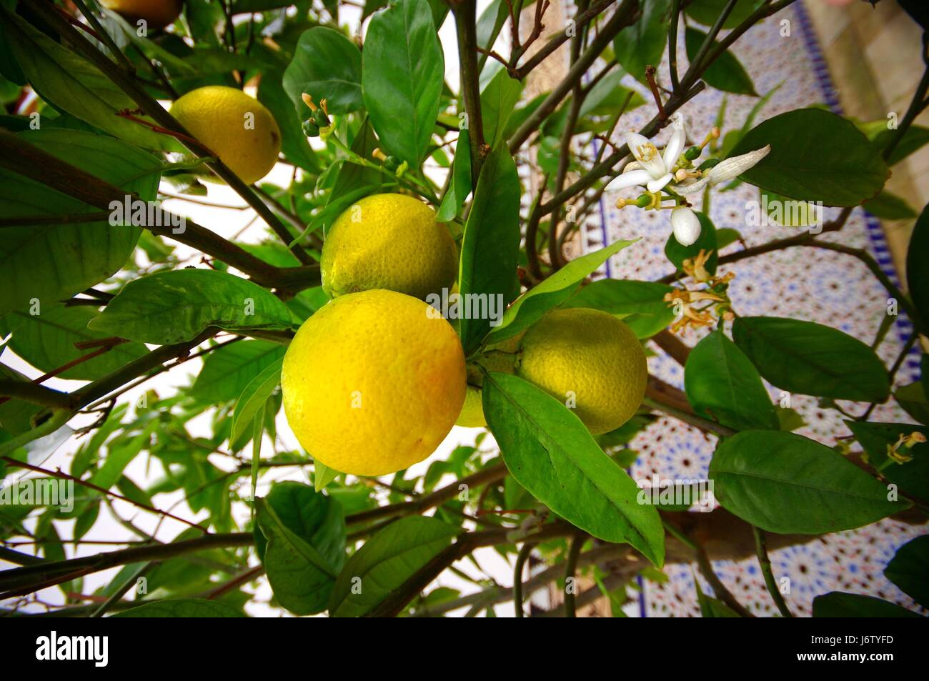 leaf branch fruit citron tree lemon citron leaf vitamine green wild ...