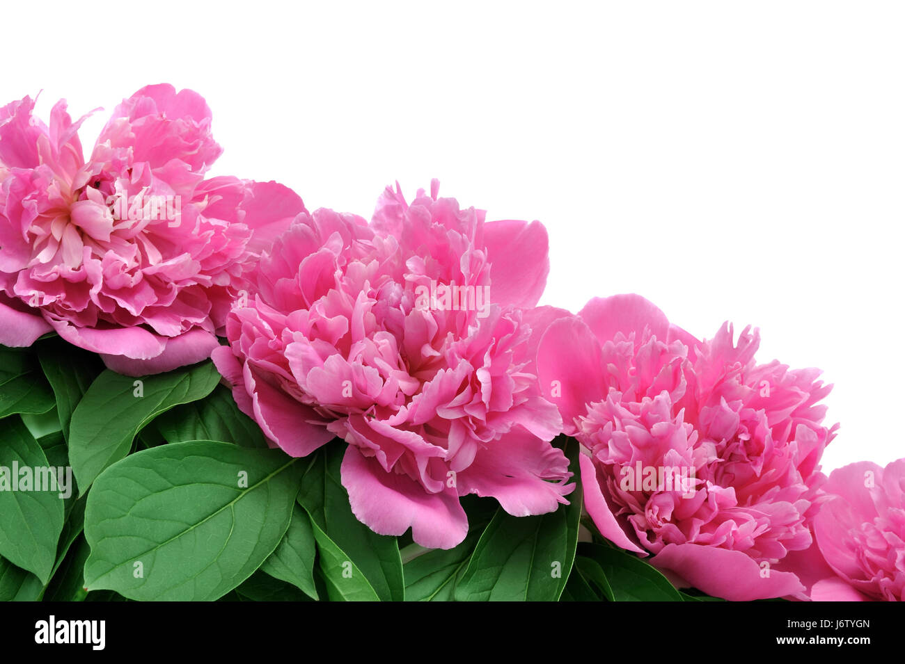 isolated flower plant peony bloom blossom flourish flourishing flowers ...