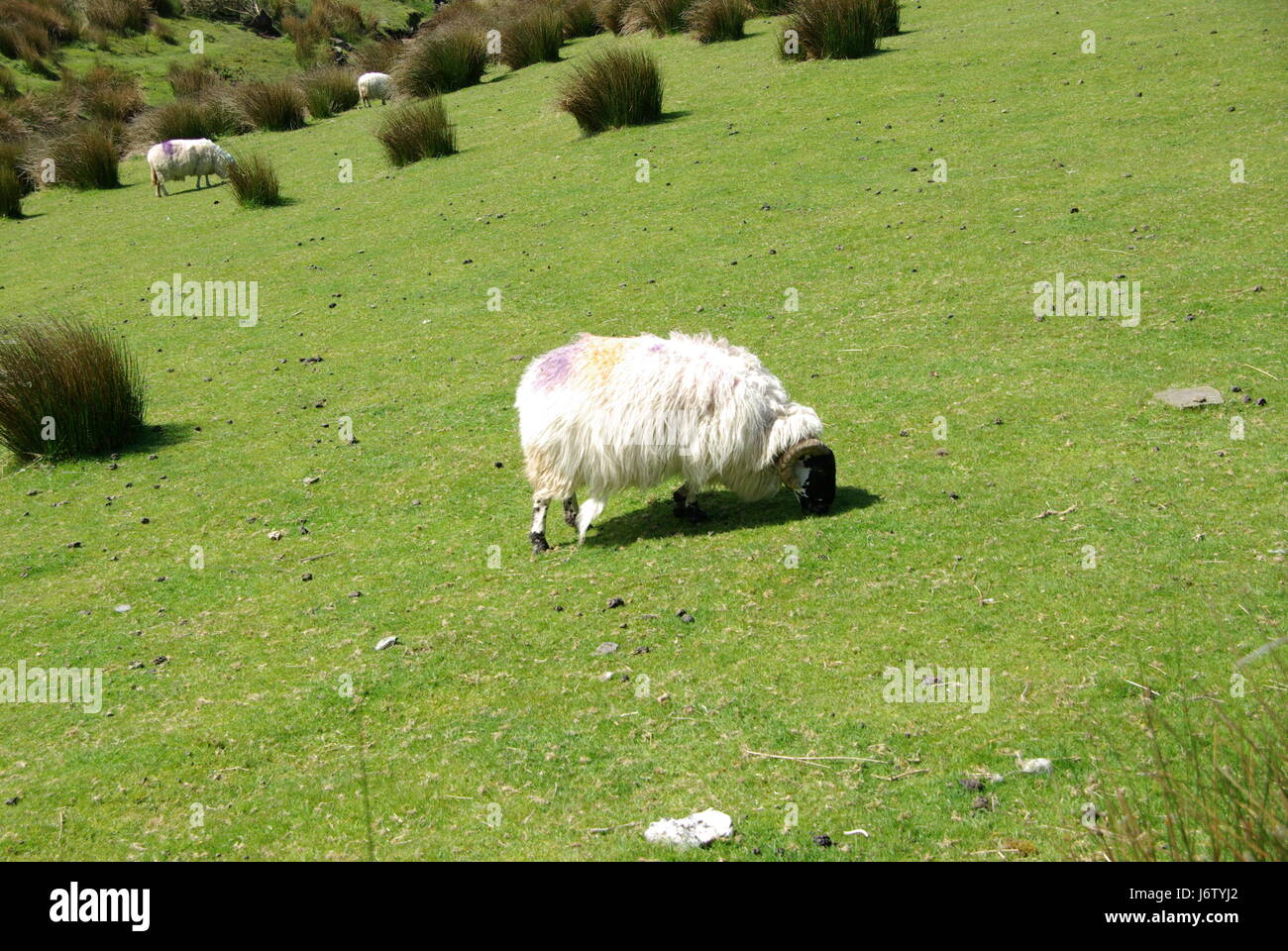 animal sheep ireland irish animal mammal sheep outdoor breeding ireland ...