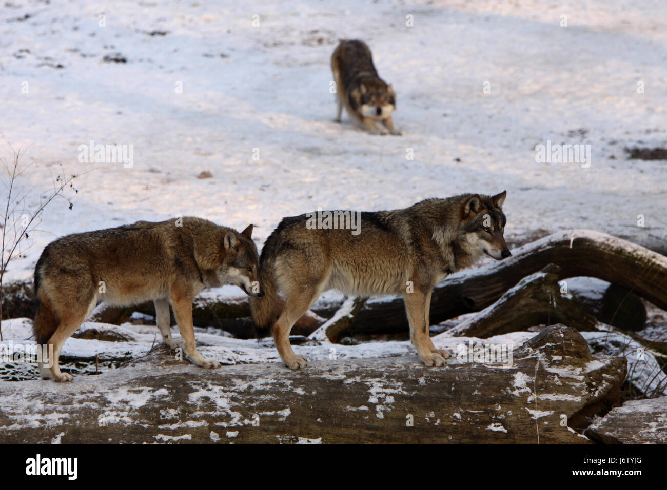 predator wolf wolves winter animal mammal cold europe dog predator bad ...