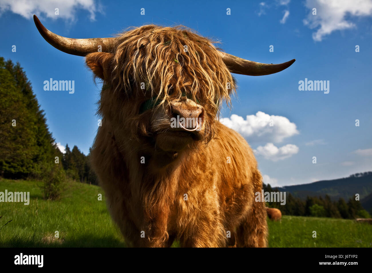 eco bull bovine meadow nature eco flies animal bull eyes hairs near ...