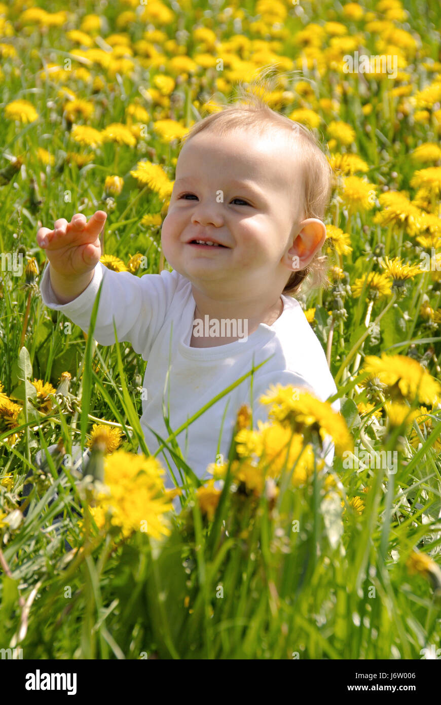 toddler in dandelion field Stock Photo - Alamy