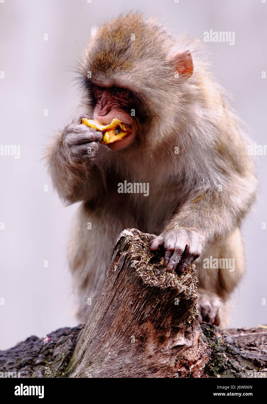 Affe beim essen hi-res stock photography and images - Alamy