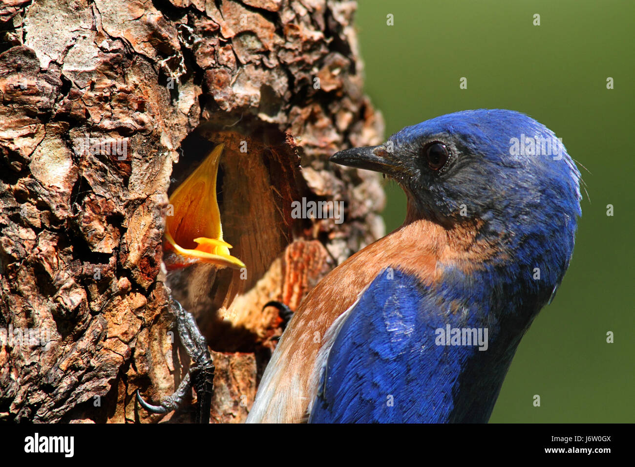 wild birds wildlife cub baby eastern nature bird wood fauna wild ...