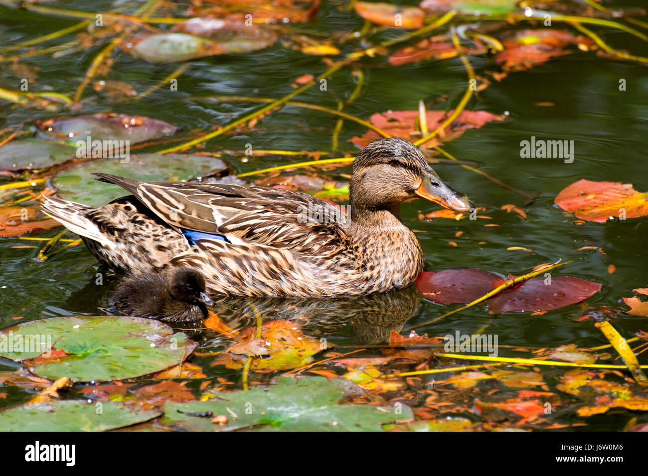 beak duck waterfowls water lily waterfowl fresh water pond water beaks ...