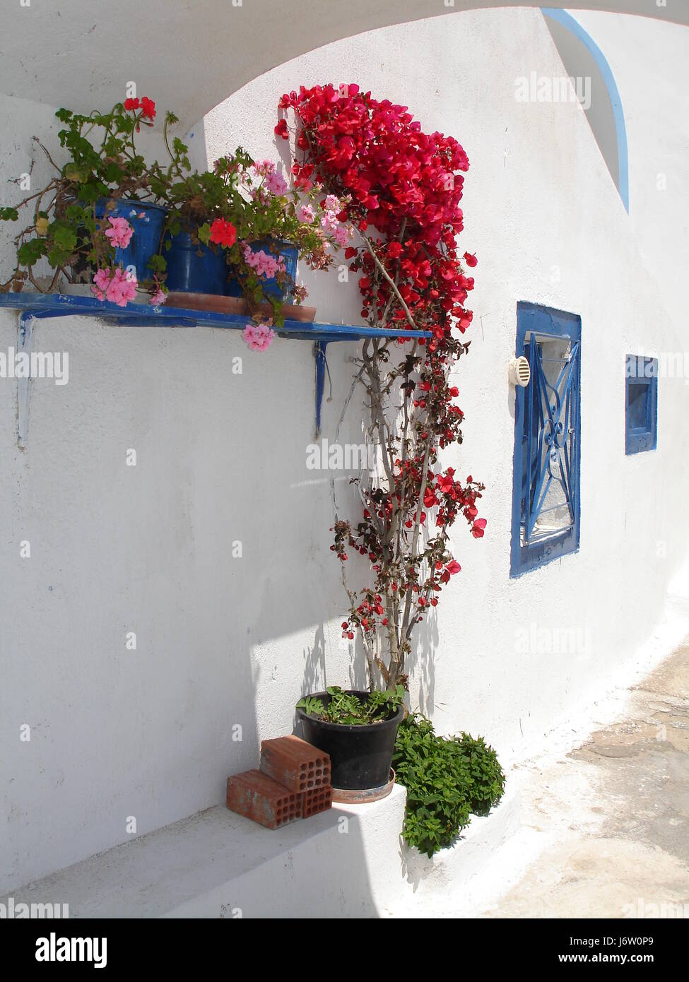 flower plant greece flowers water mediterranean salt water sea ocean ...