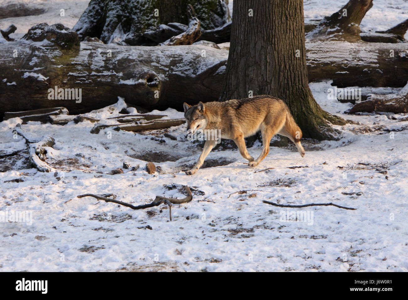 wolves in snow Stock Photo - Alamy