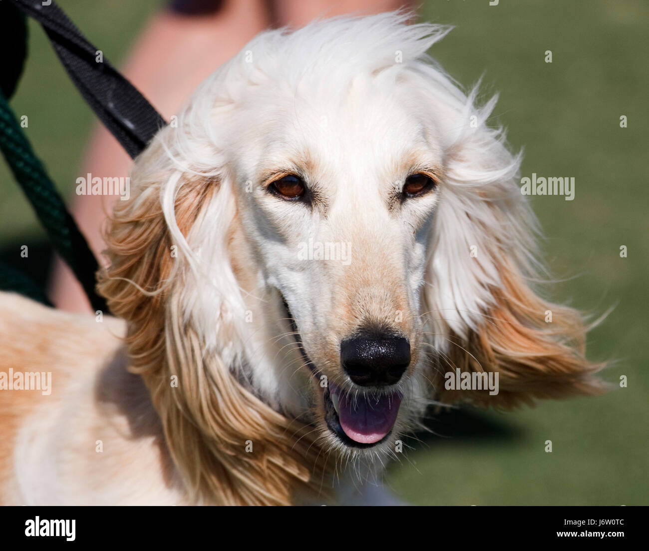 closeup pet dog afghan hound canine aristocrat head closeup animal pet ...