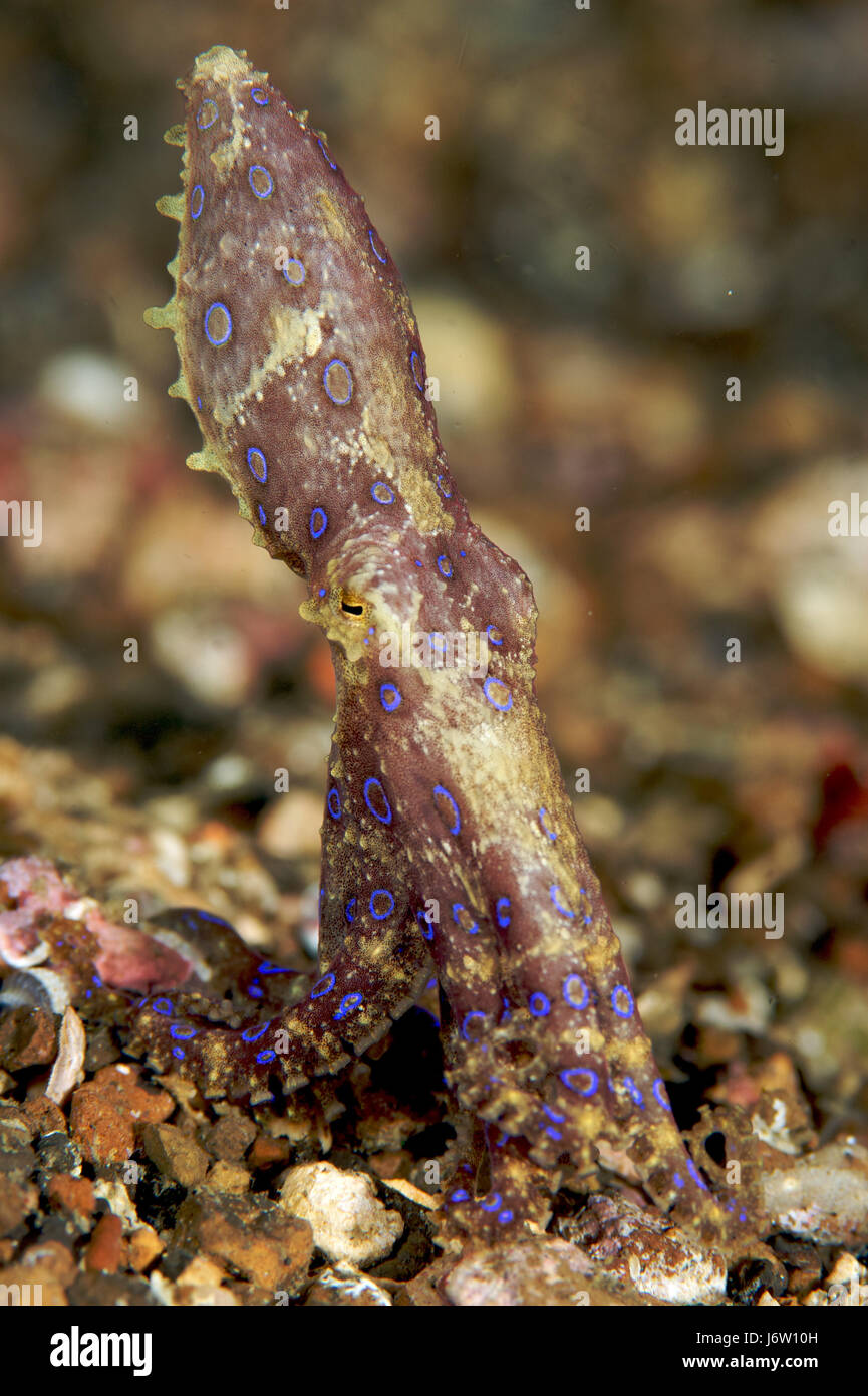 Blue Ringed Octopus Poison