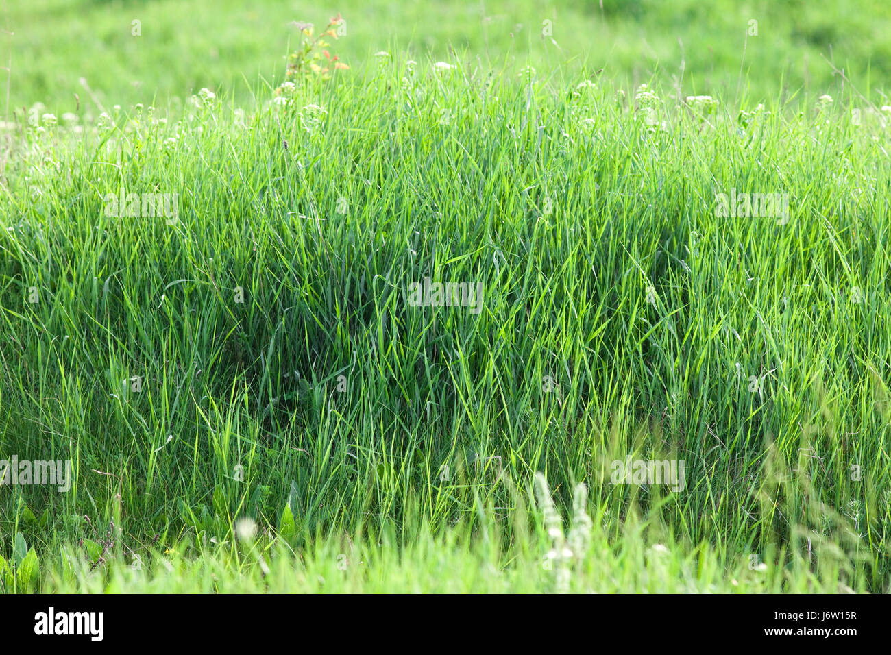 garden ground soil earth humus gardening meadow grass lawn green ...