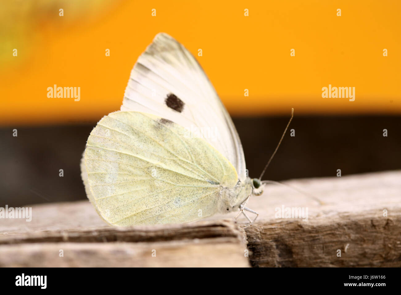 Butterfly wing moth hi-res stock photography and images - Alamy