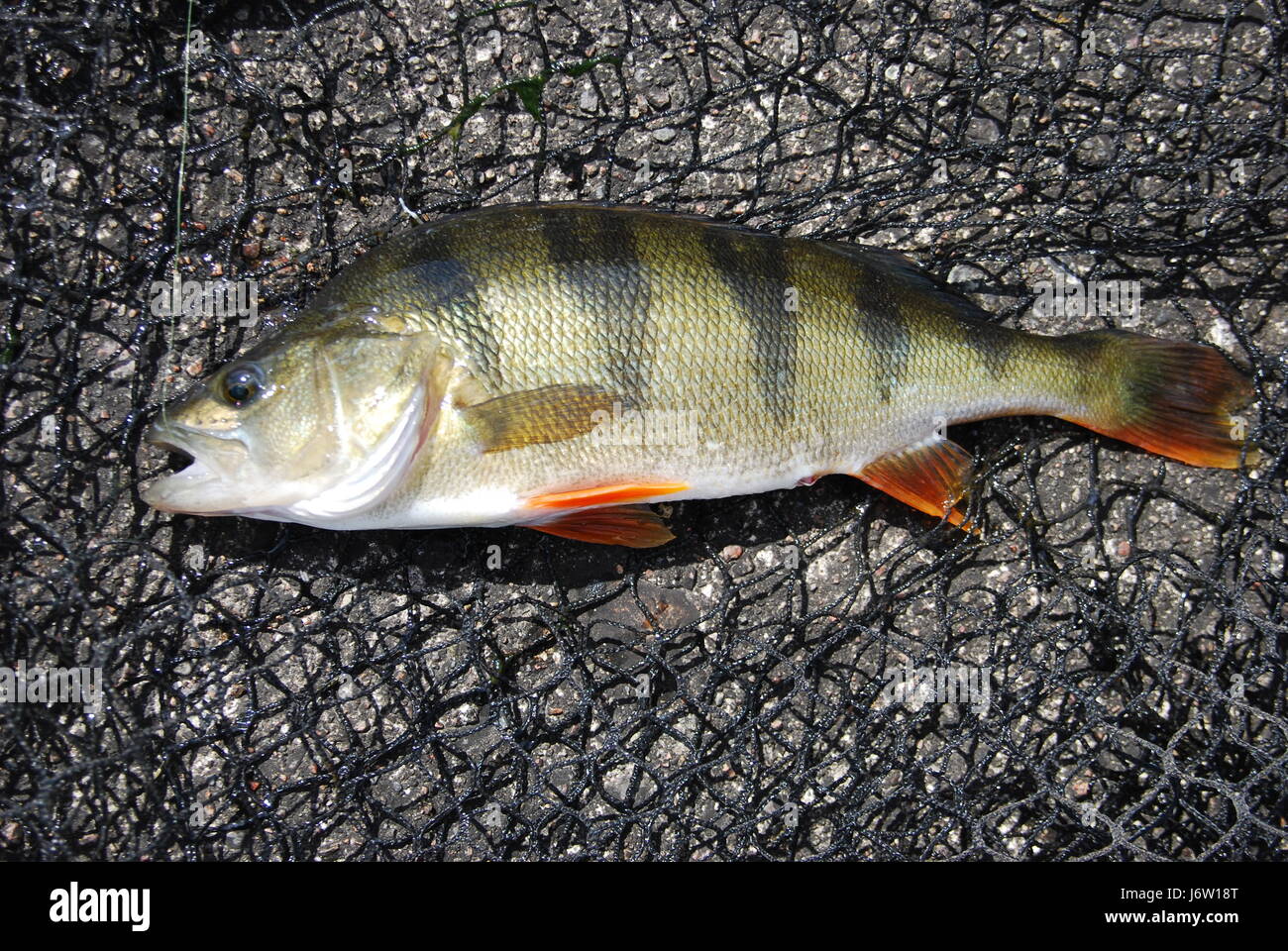 perch (perca fluviatilis Stock Photo - Alamy