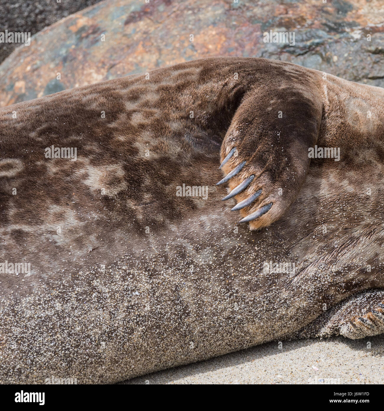 Claws of Harbor Seal lying in sand for a nap Stock Photo - Alamy