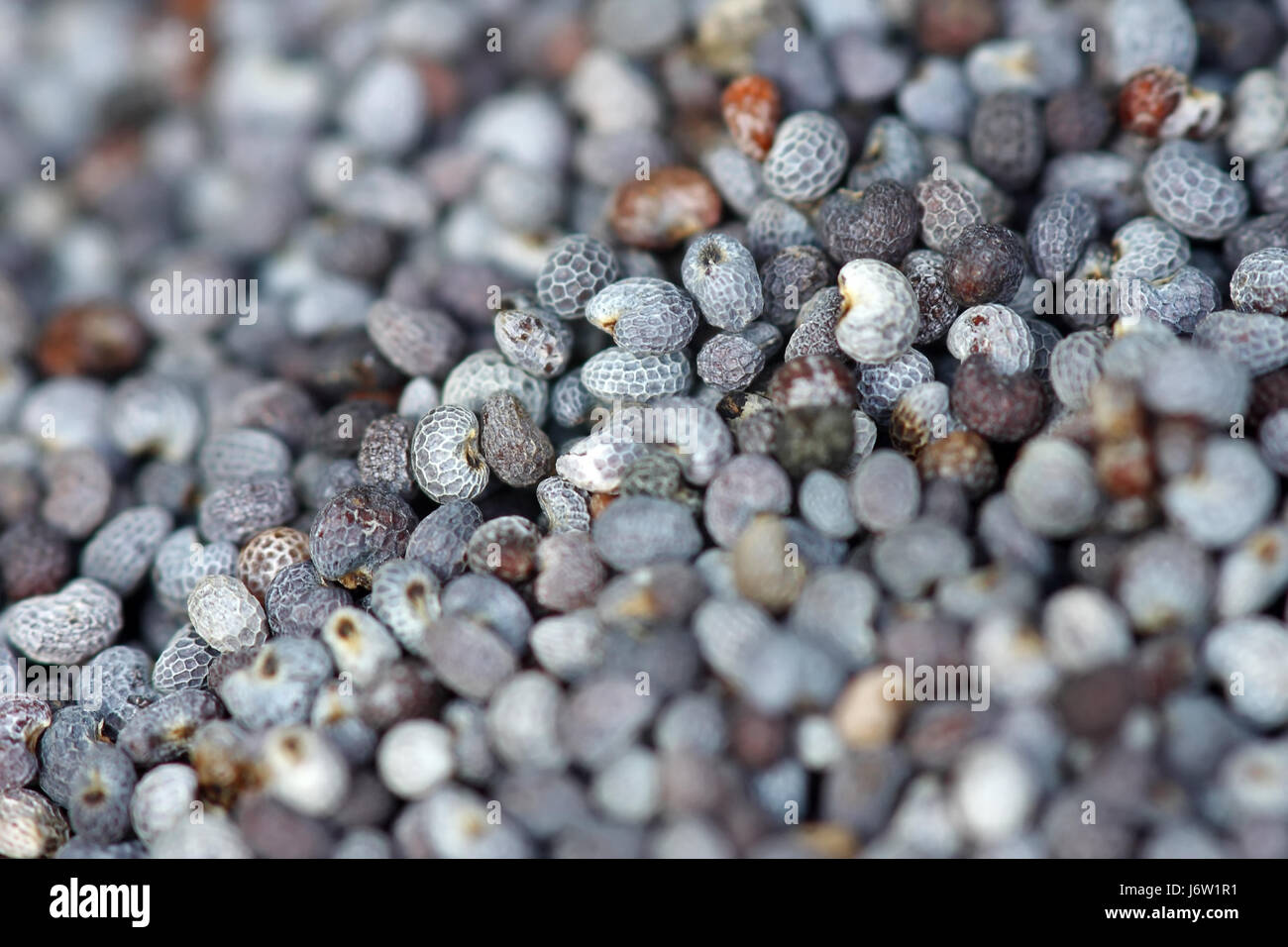 food aliment closeup agriculture farming poppy boil cooks boiling ...