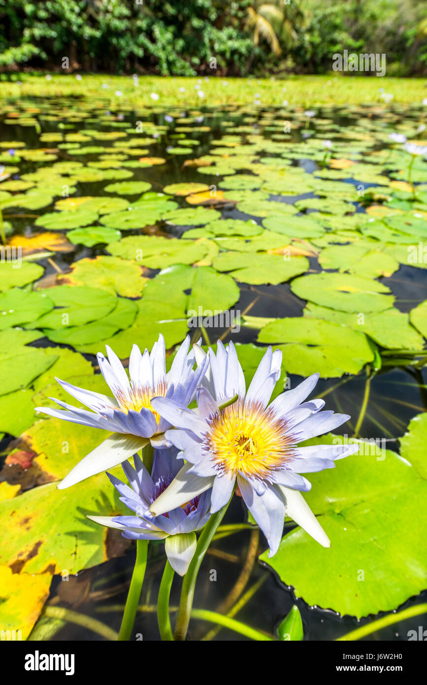 Beautiful pond hi-res stock photography and images - Alamy