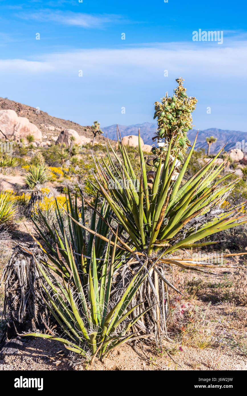 A Mojave yucca tree bloom framed against a bright blue sky in Joshua ...