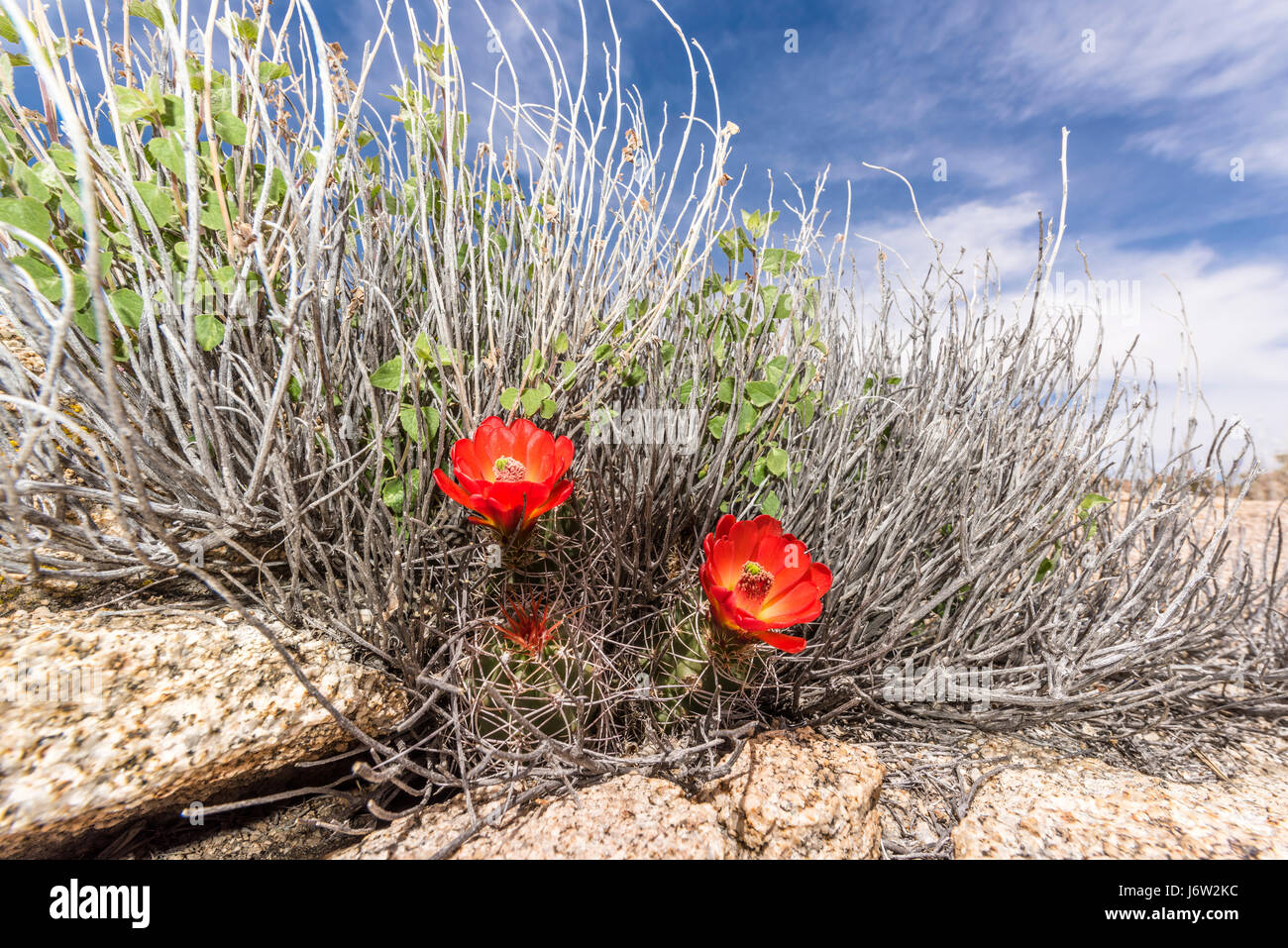 Two cactus blooms framed by blue sky in Joshua Tree National Park after ...