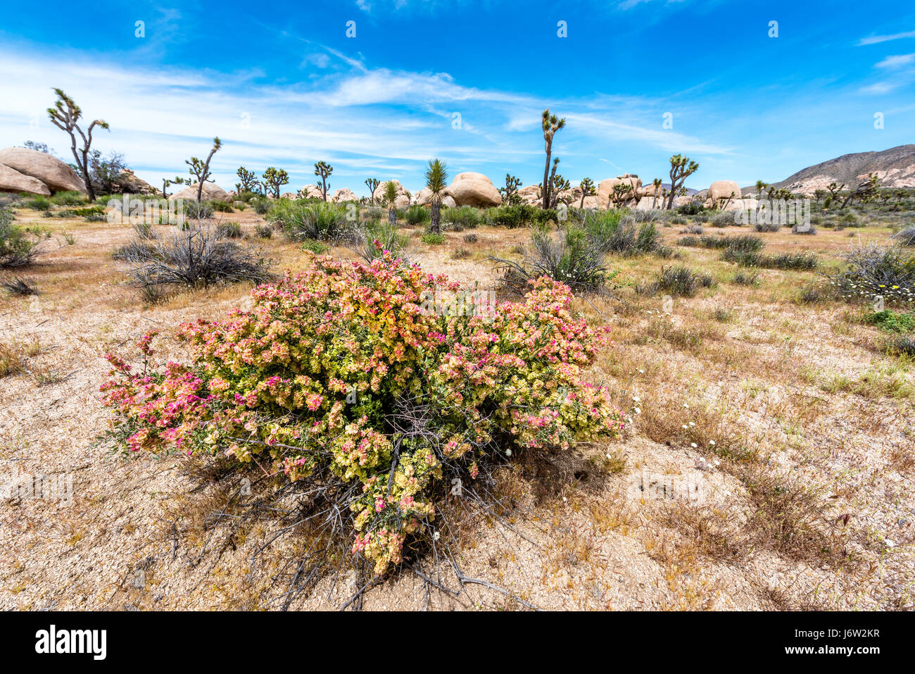 A blooming bush in Joshua Tree National park grown vibrantly after ...