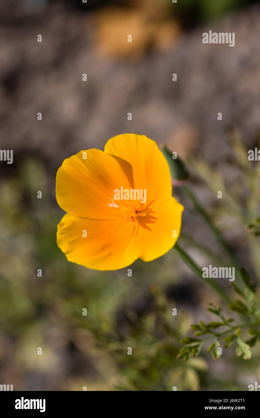 Marigold short hi-res stock photography and images - Alamy