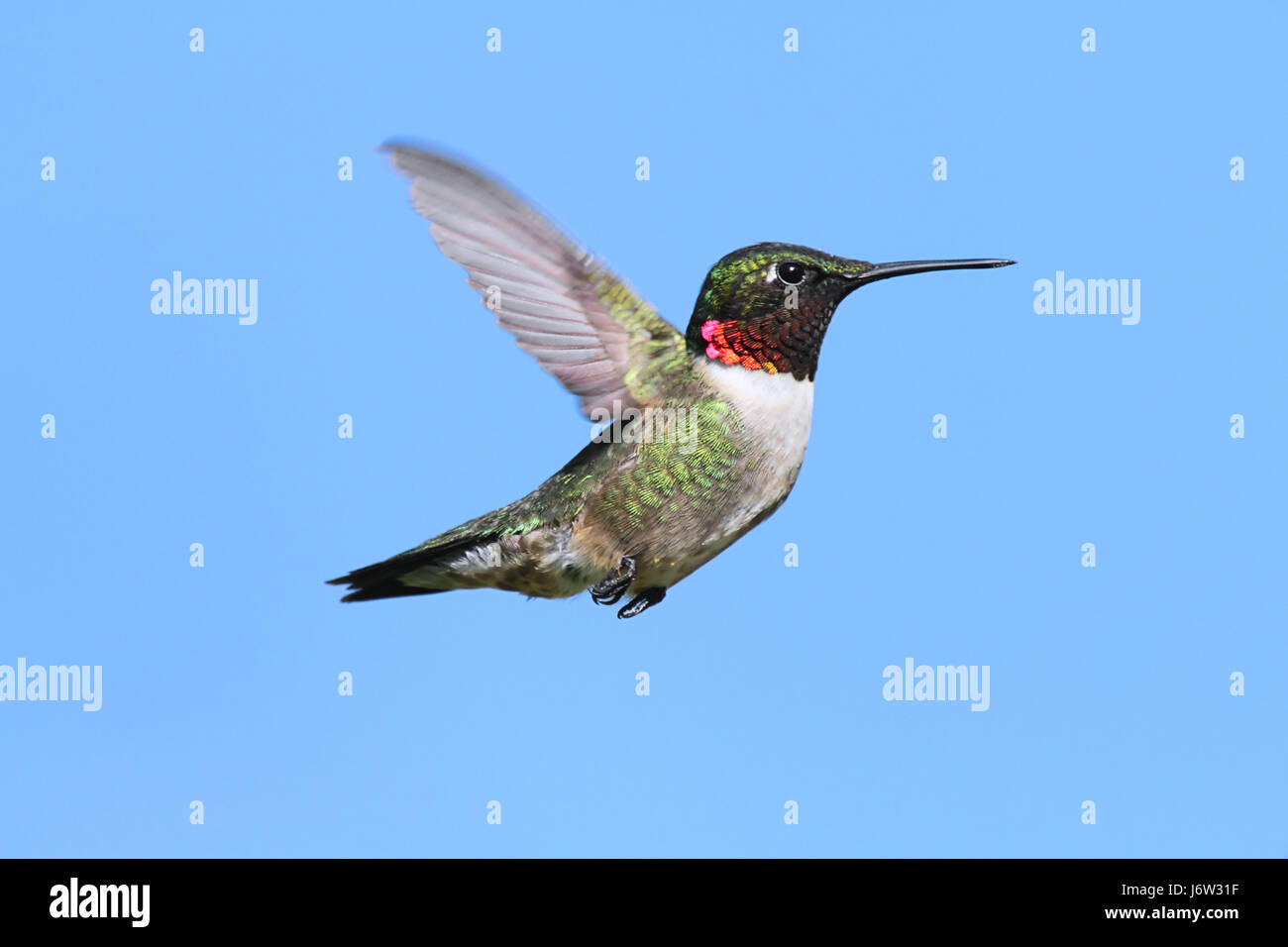 wild birds wildlife hummingbird ruby fly flies flys flying nature blue ...