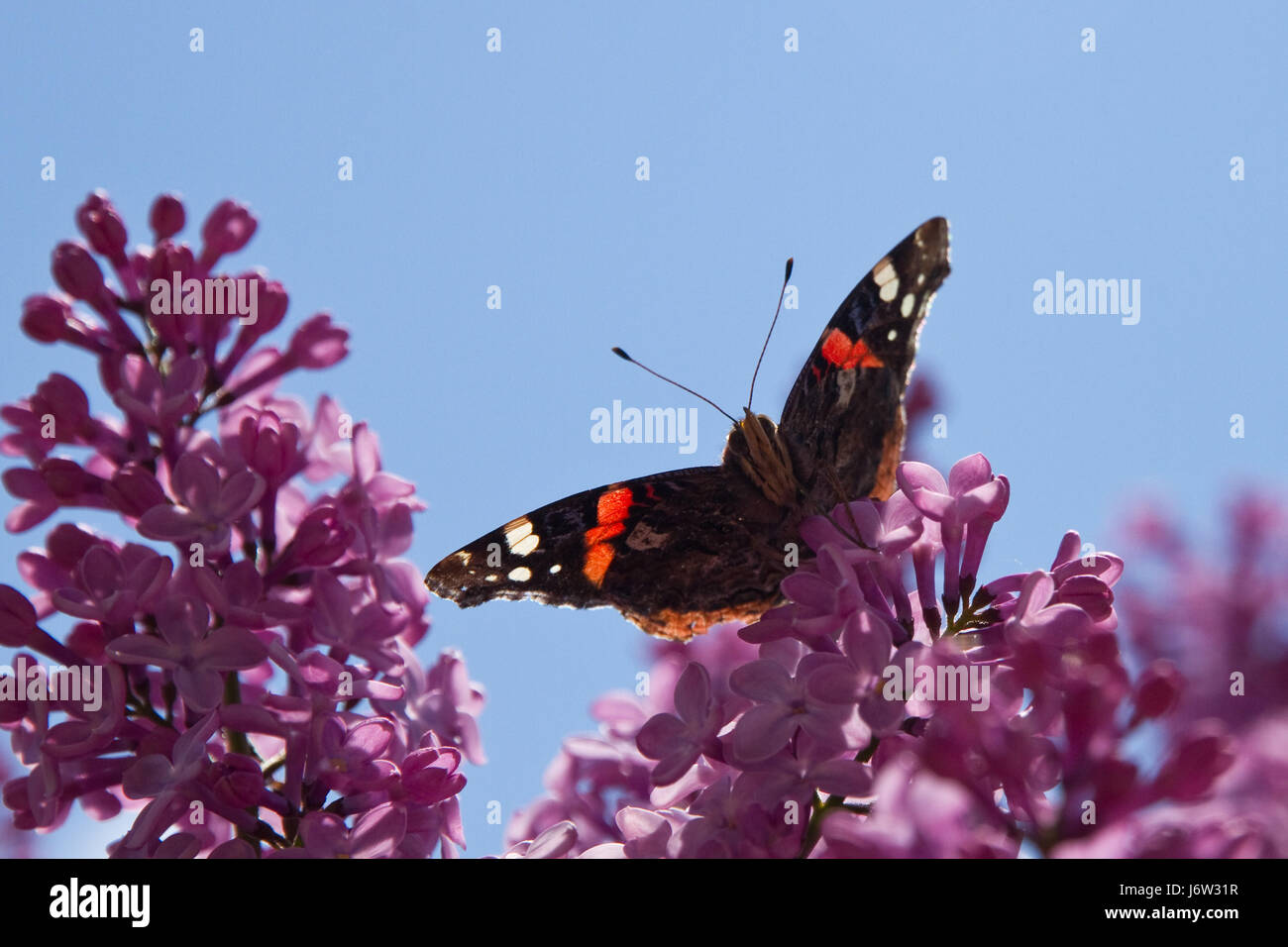 Blue insects hi-res stock photography and images - Alamy