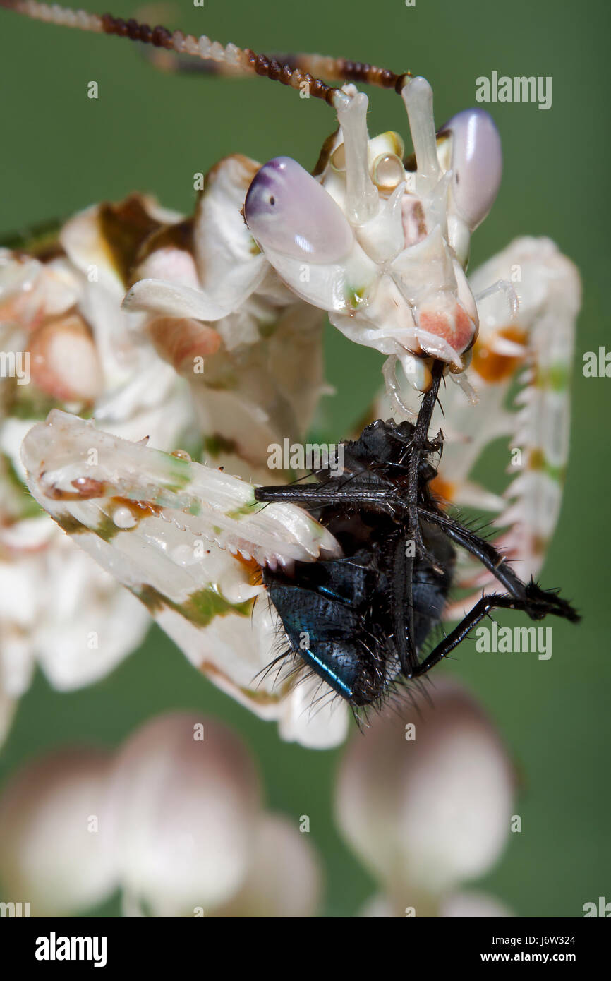Bltenmantis hi-res stock photography and images - Alamy