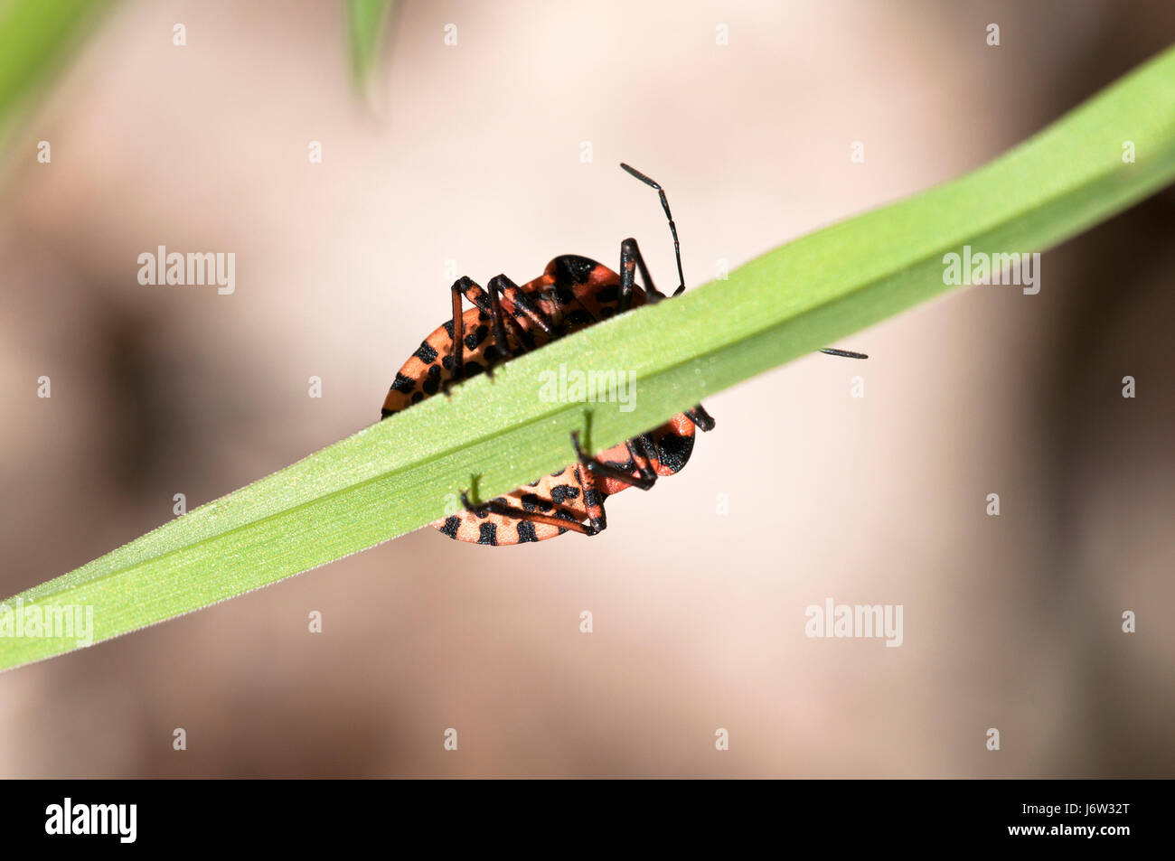 leaf insect rise climb climbing ascend uphill tread clamber bug leaf ...