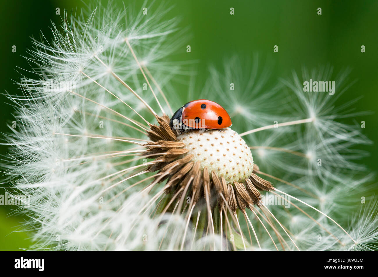 ladybug on a dandelion Stock Photo - Alamy