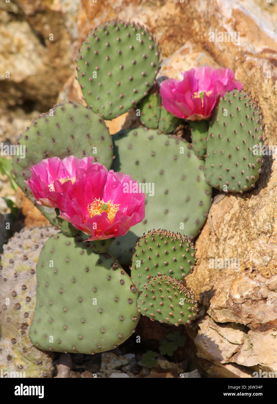 desert wasteland flower plant purple pollen cactus aloe cactus flower ...