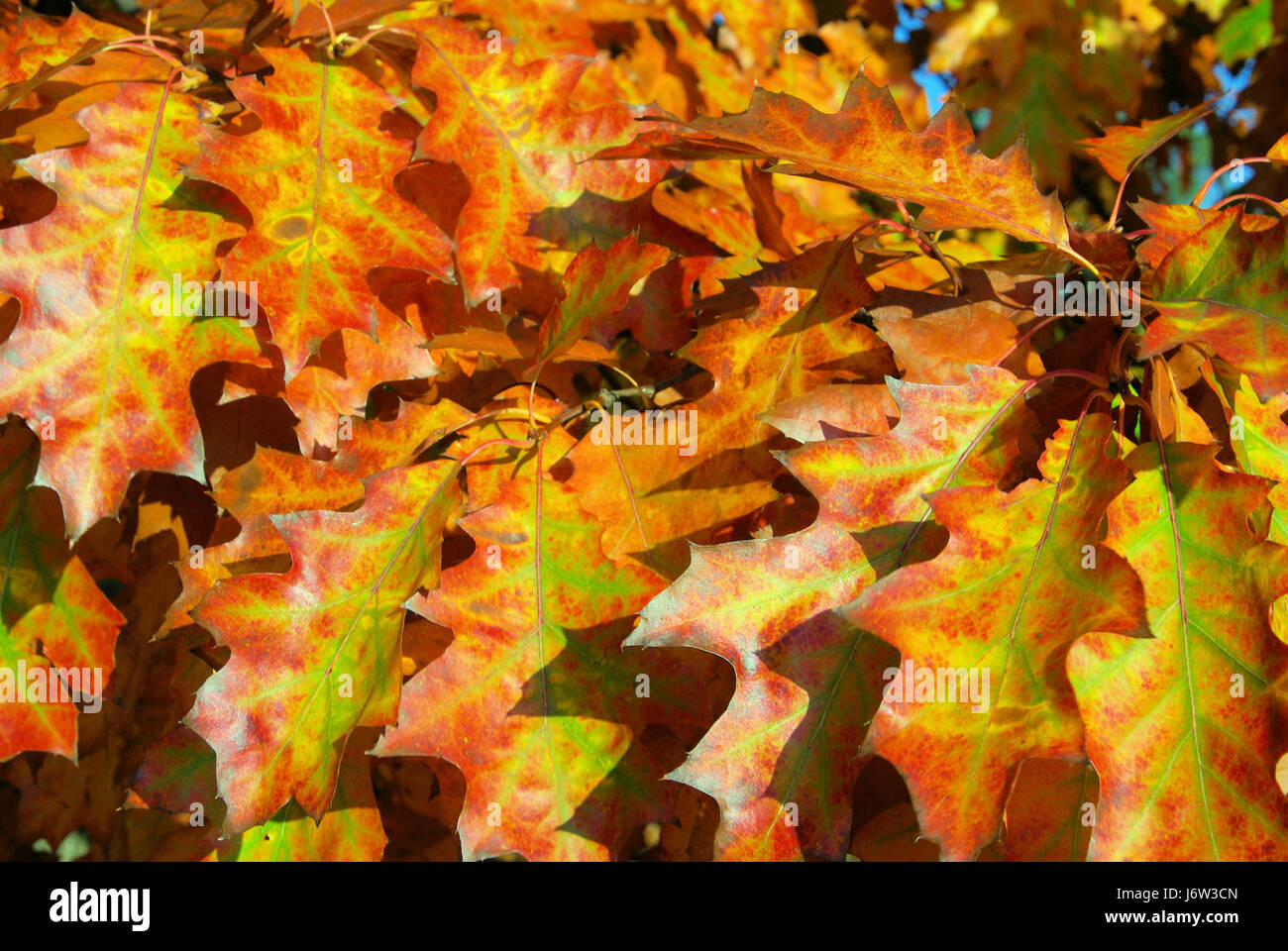 eichenlaub - oak leaf cluster 05 Stock Photo - Alamy
