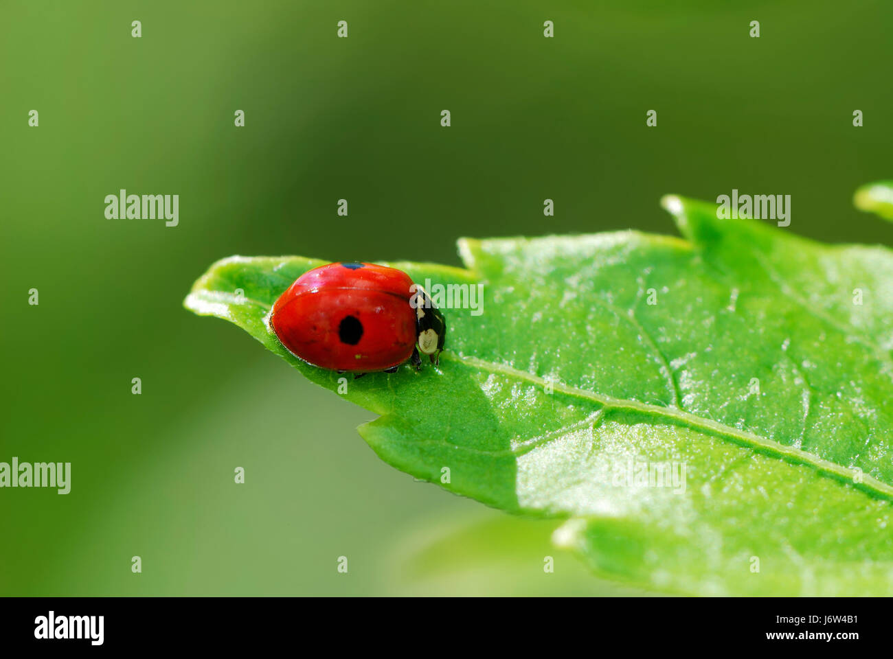 leaf animal insect beetle bug ladybird nature ladybug leaf macro close ...