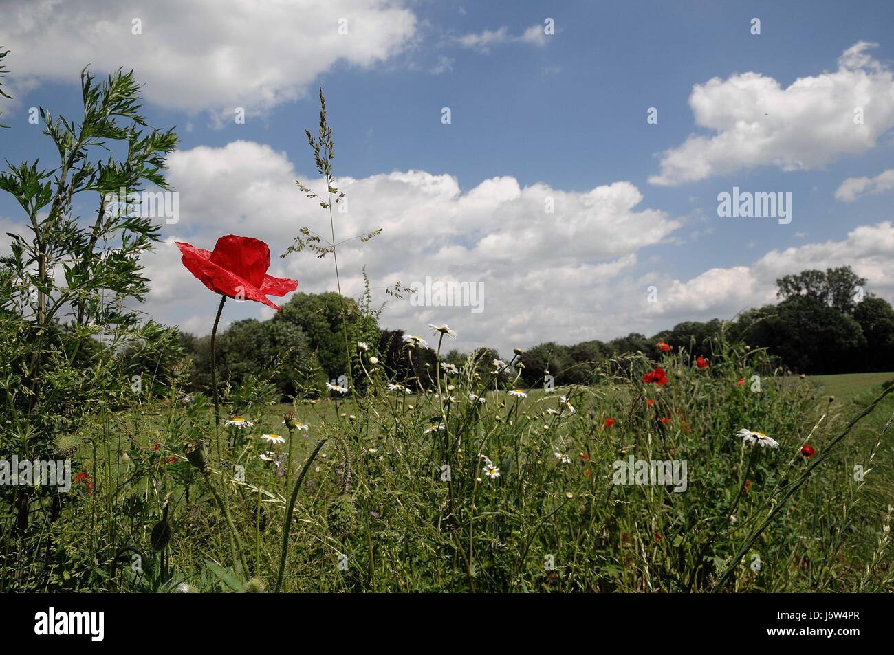 poppy in mnsterland Stock Photo - Alamy