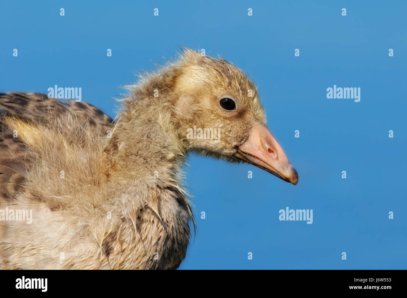 greylag goose chicks Stock Photo - Alamy