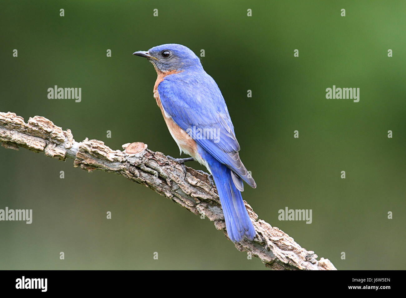 blue bird wild wildlife eastern forest nature blue animal bird fauna ...