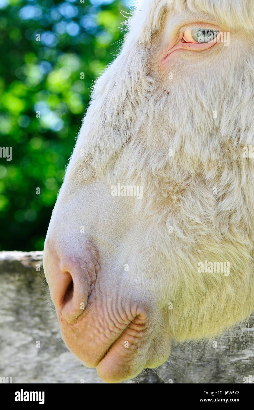 fell iris animal fur look glancing see view looking peeking looking at ...