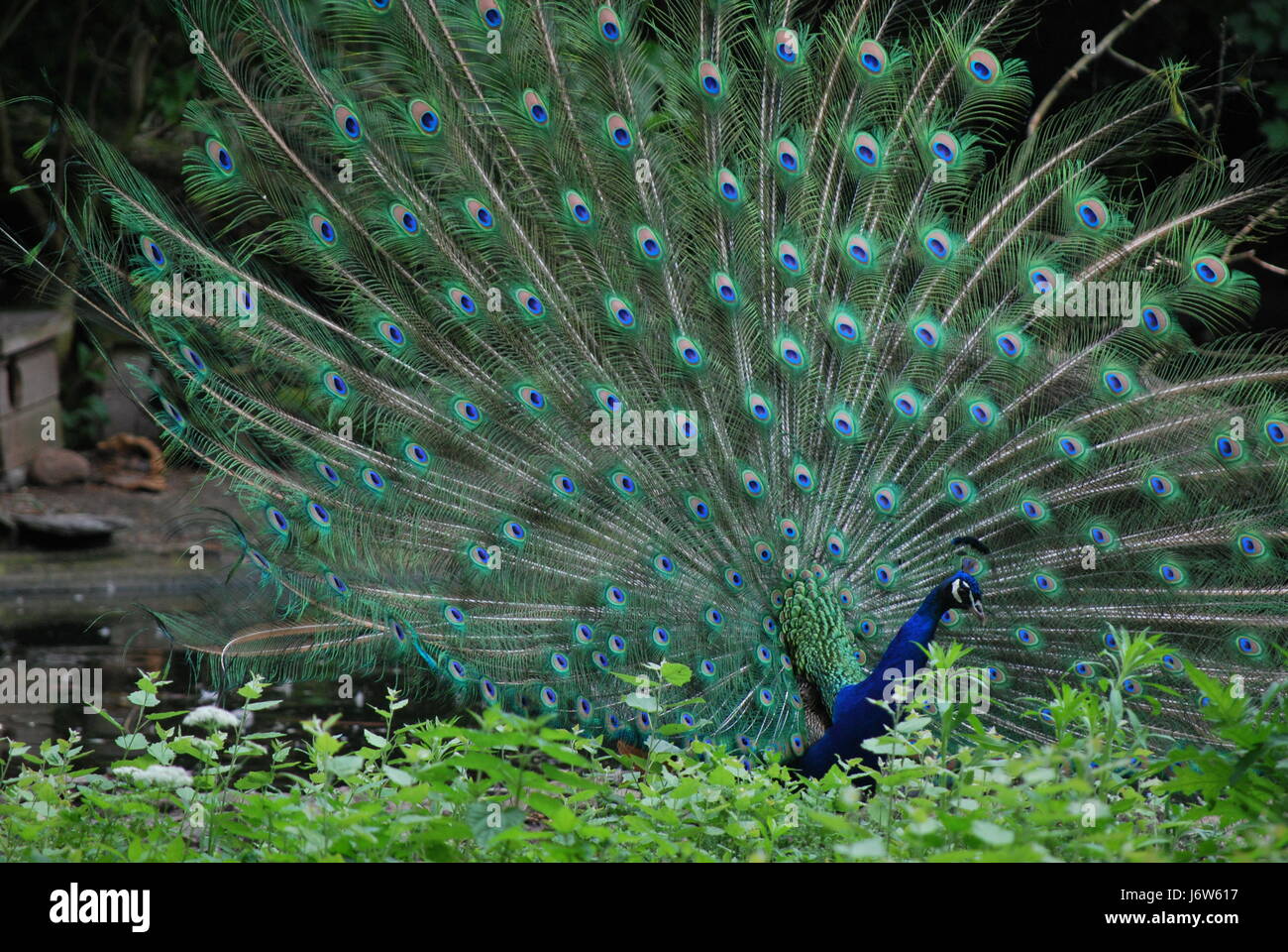 Iridescence peacock feathers hi-res stock photography and images - Alamy