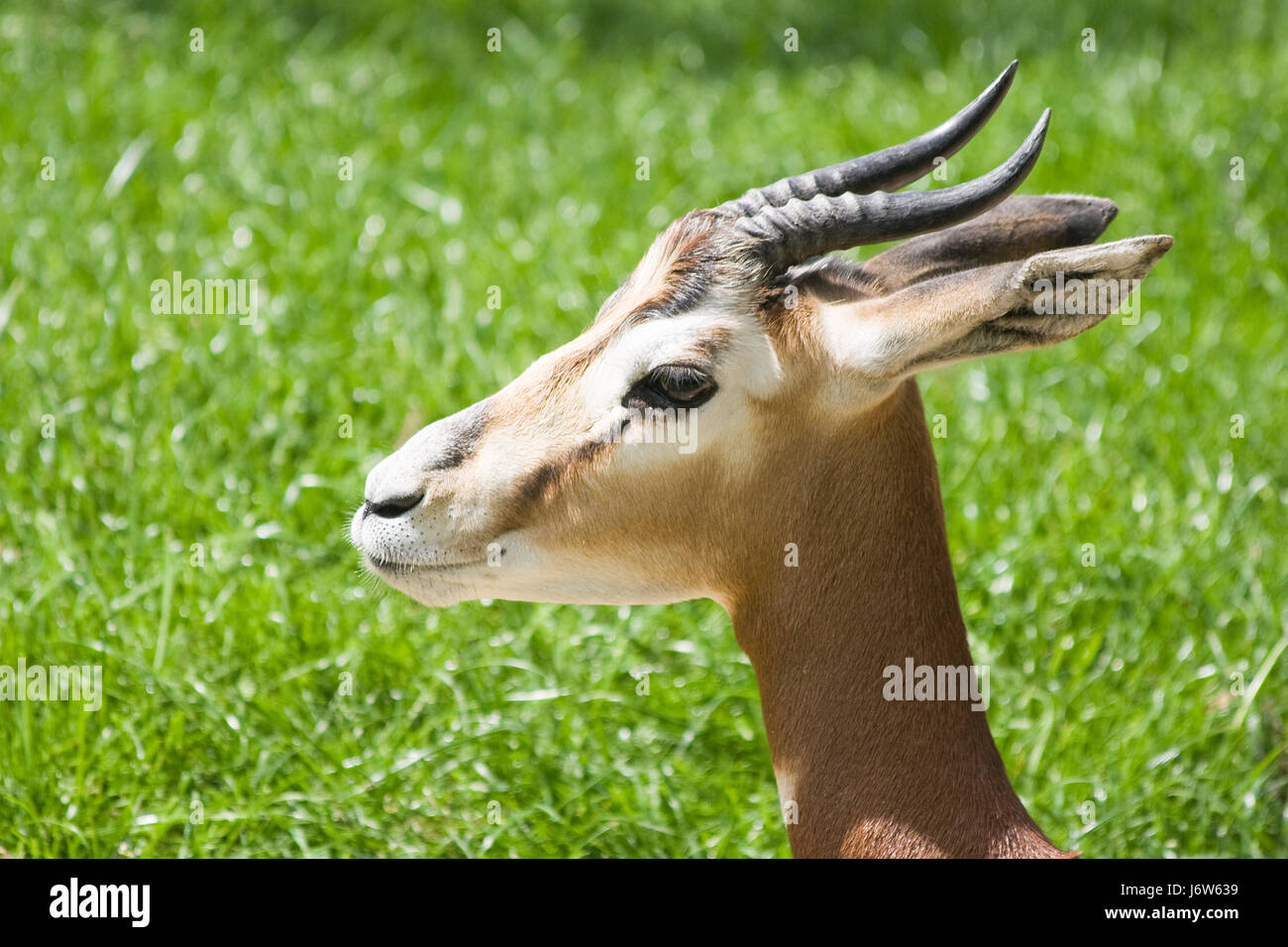 animal mammal animals mammals antelope animal mammal wild africa ...