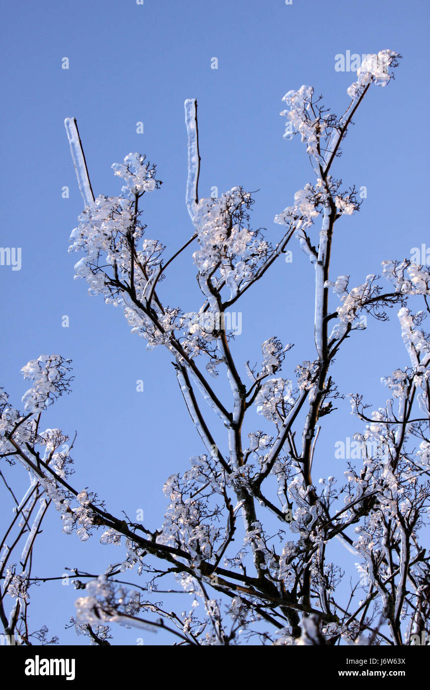 branches with ice glazing Stock Photo - Alamy
