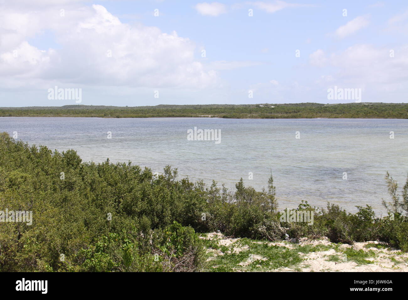 Bahamas mangrove tree hi-res stock photography and images - Alamy