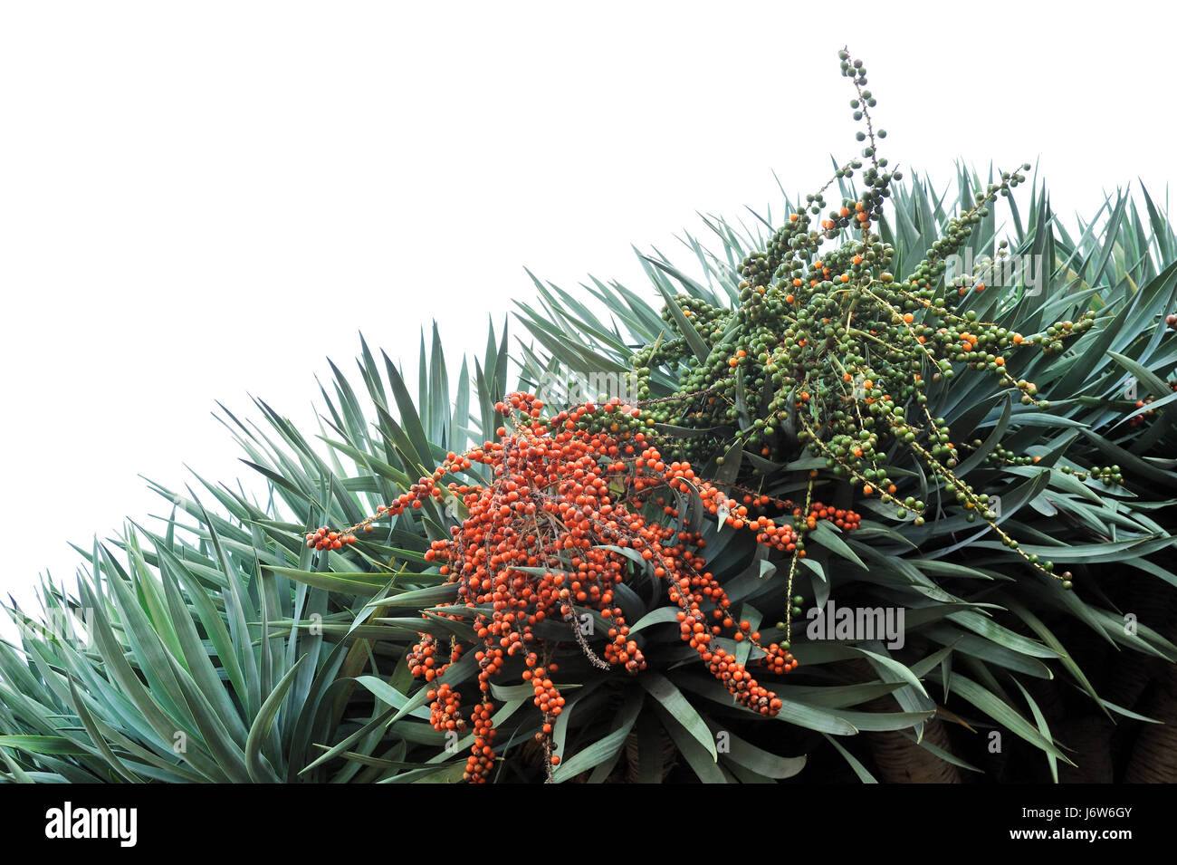 isolated dragon madeira close leaf detail isolated colour tree trees ...