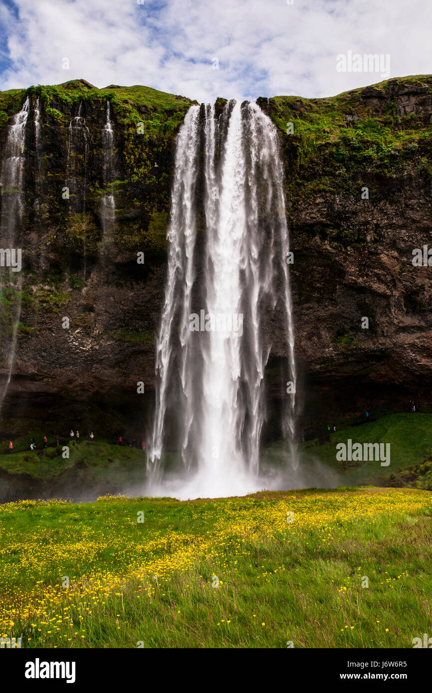 Seljalandsfoss waterfalls, falls, foss, yellow wildflowers in Iceland ...