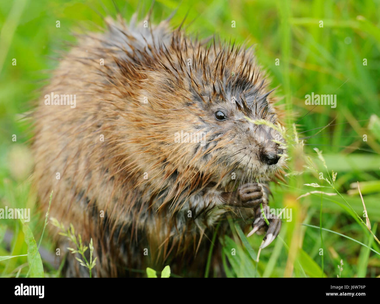 muskrat eating while Stock Photo - Alamy