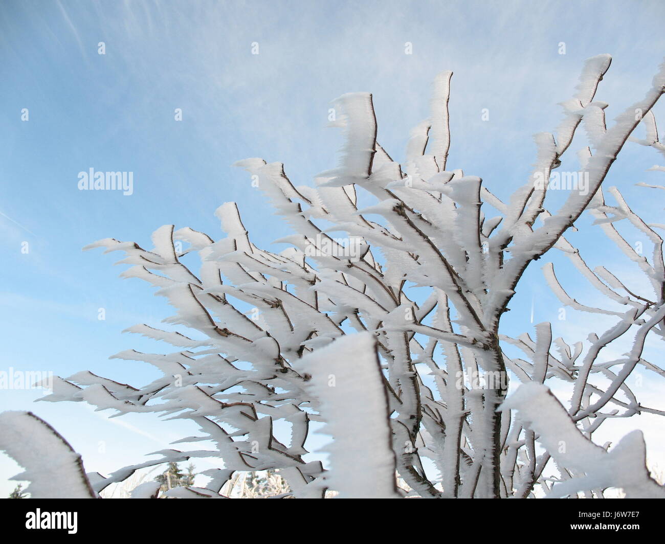 horizontally blown snow on branches Stock Photo - Alamy