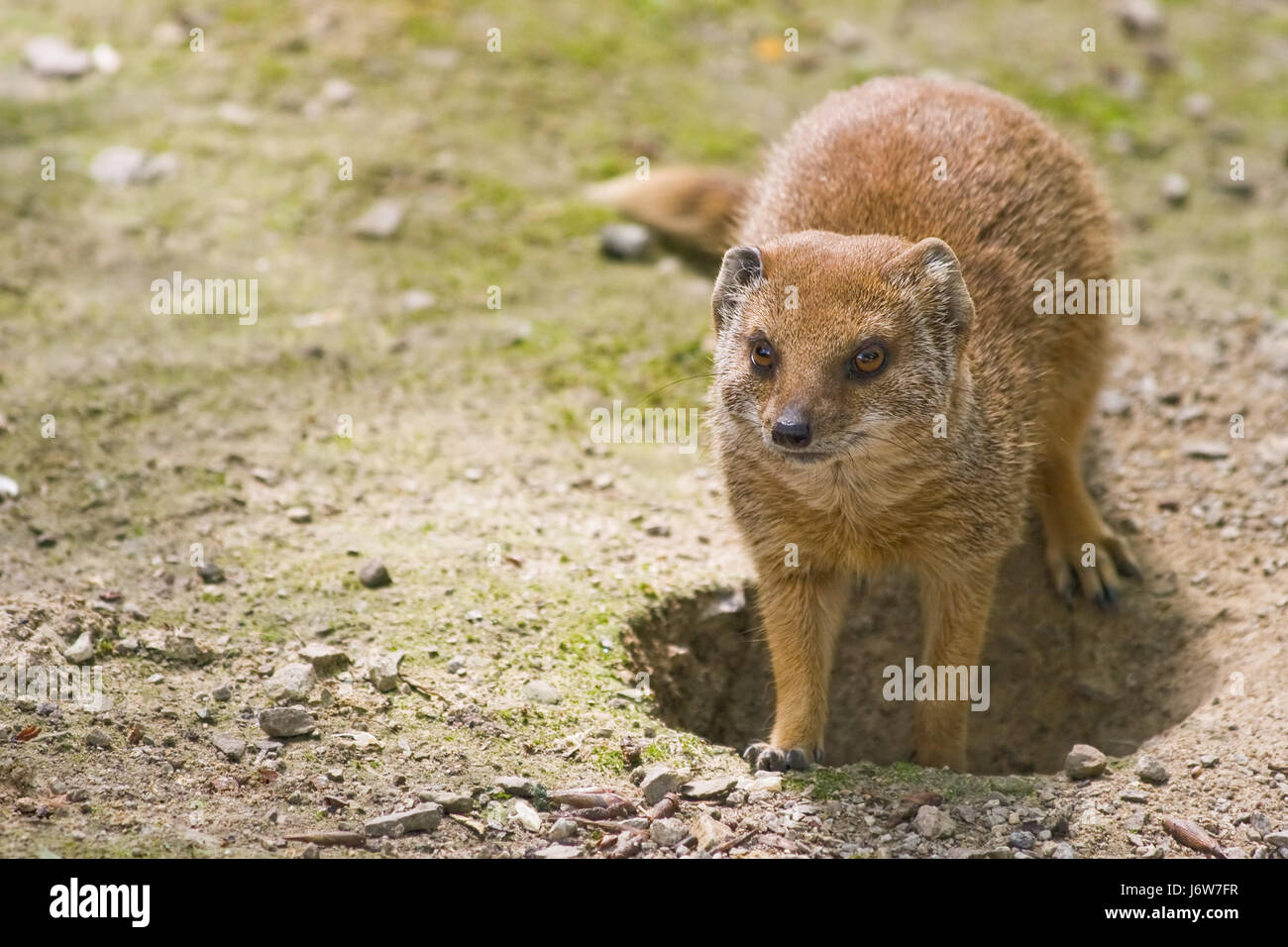 animal mammal animals mammals isolated closeup animal mammal brown ...