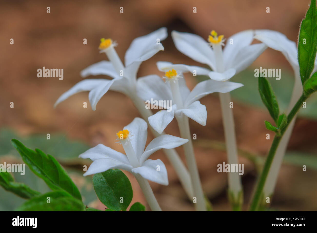 beautiful wild flower in forest, nature background Stock Photo - Alamy