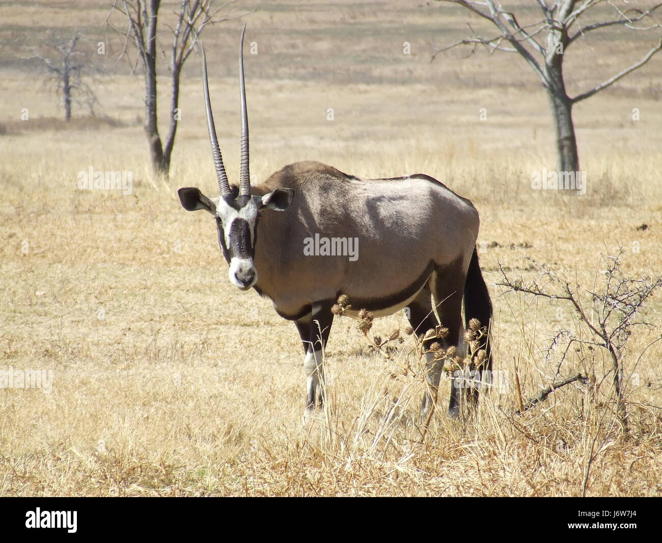 wild africa savannah buck antelope wait waiting tree kenya male ...