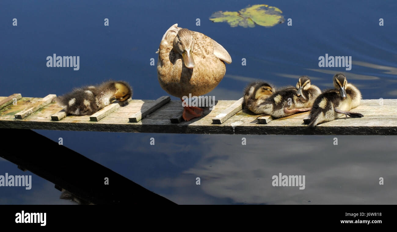 the exhausted young ducks Stock Photo - Alamy
