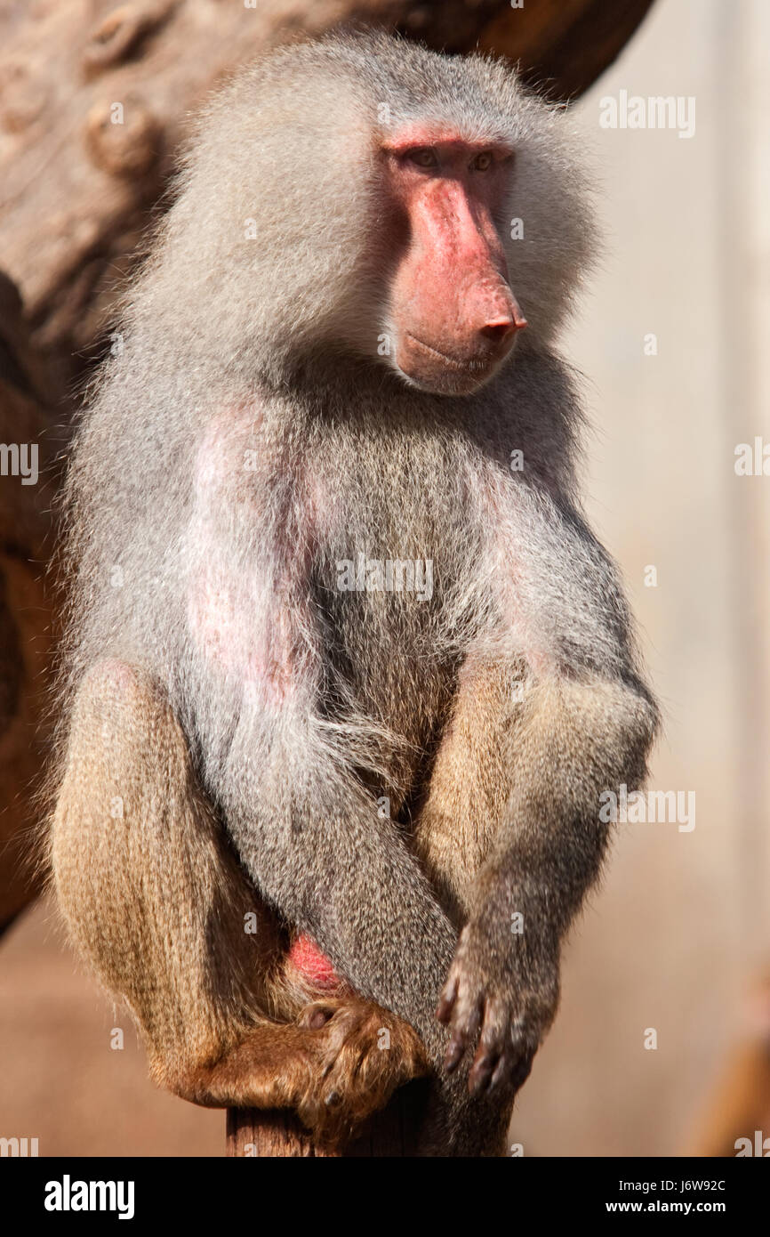 tree trunk monkey put sitting sit close humans human beings people folk persons Stock Photo - Alamy