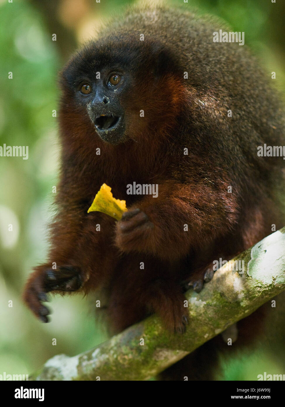 Scared monkeys hi-res stock photography and images - Alamy