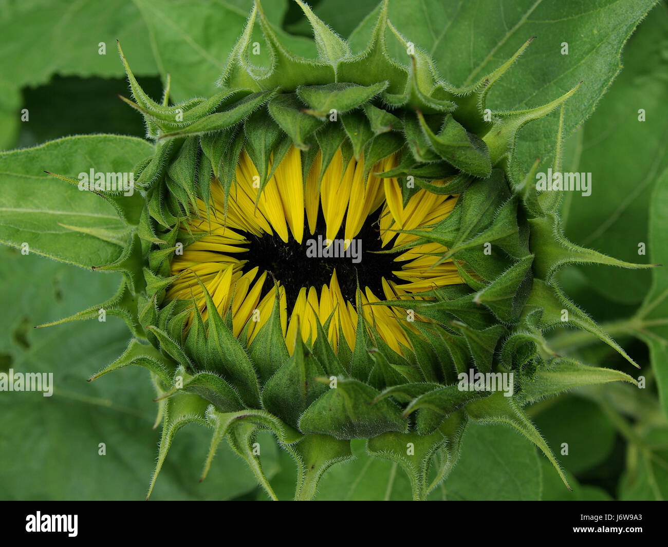 flower head of a sunflower Stock Photo - Alamy